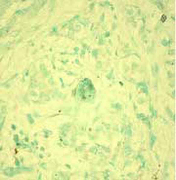 Anti-Caspase-3 (Ab-4) Mouse mAb (AM1.31-11) | AM65